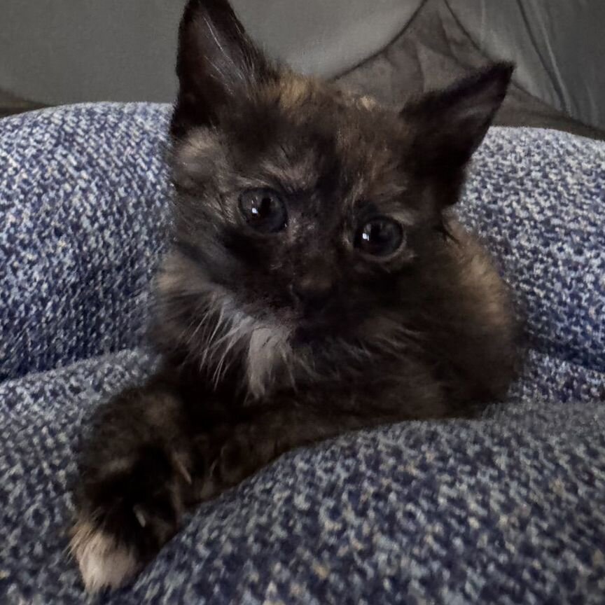 Котята