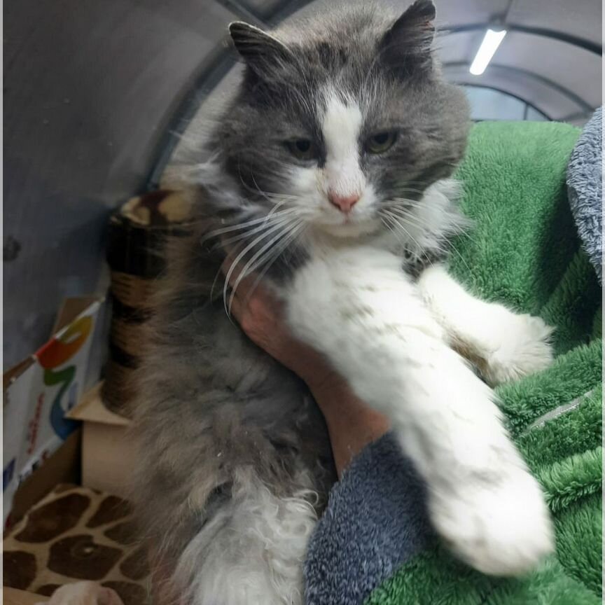 Невероятный добрячок молодой кот камтрирован