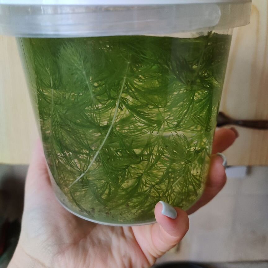 Роголистник