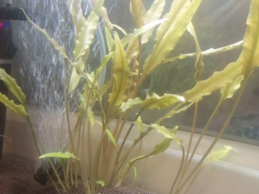 Криптокорина