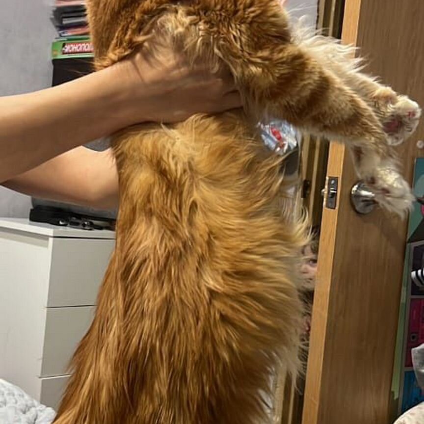 Кот мейн-кун
