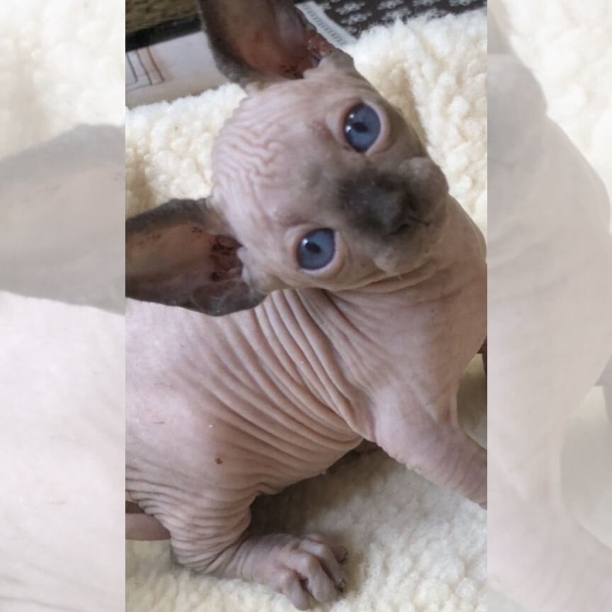 Канадский сфинкс котёнок