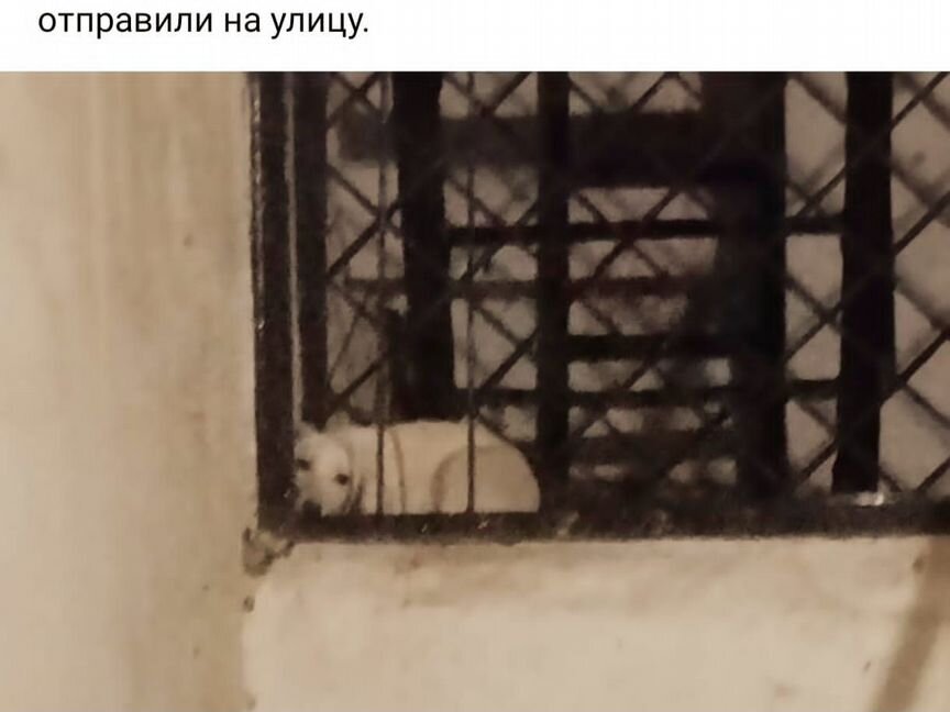 Собака в добрые руки маленькая порода