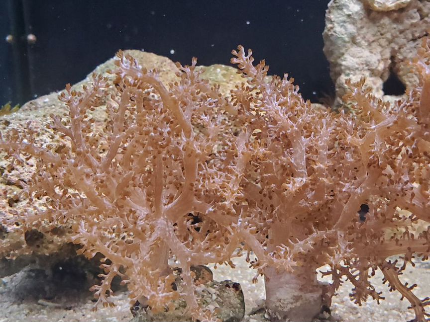 Коралл капнелла