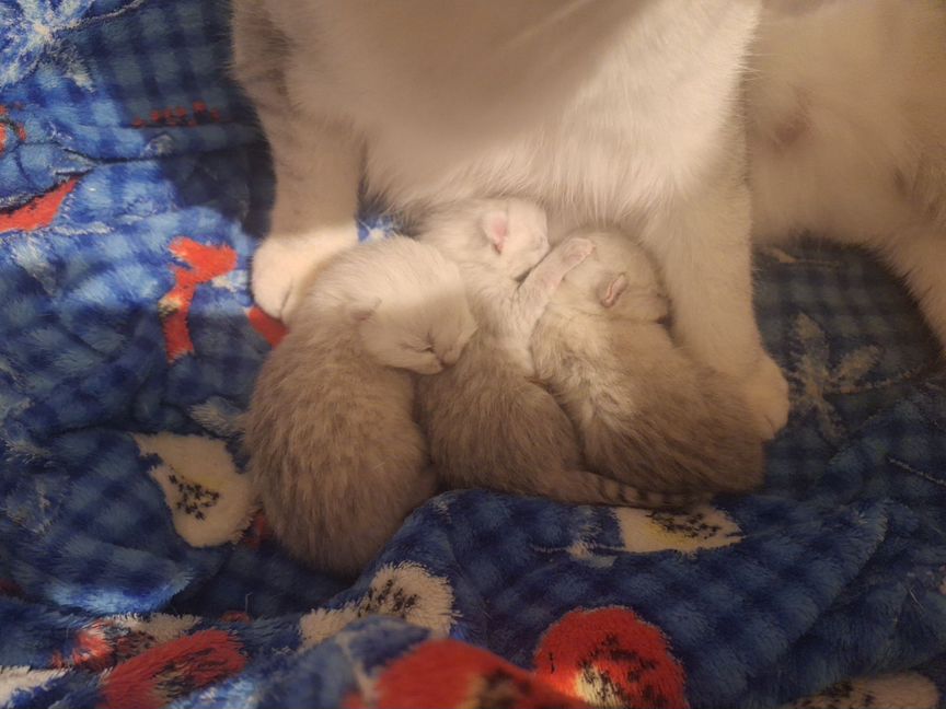 Котята серебристая шиншилла