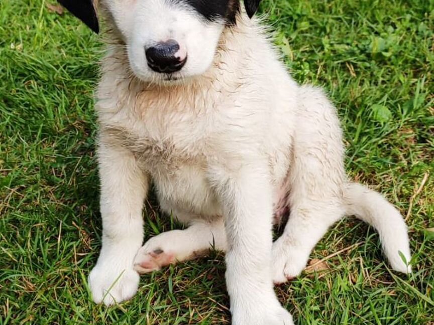 Замечательные щенки в добрые руки