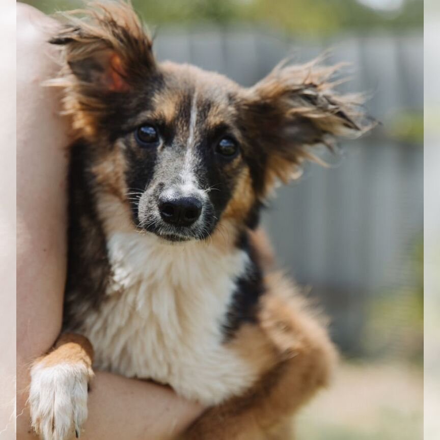 Взрослая собака в добрые руки