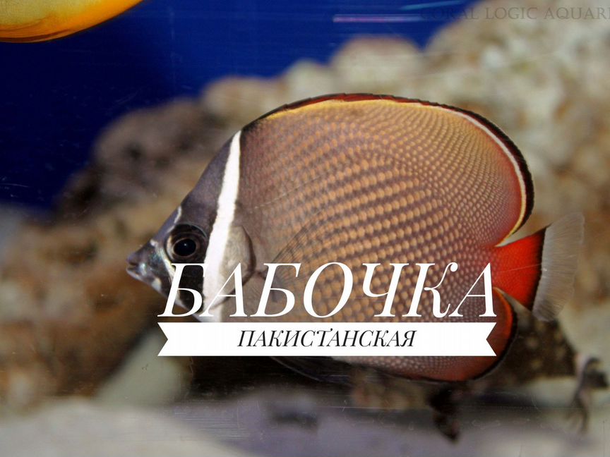 Бабочка Пакистанская (морская рыбка в наличии)