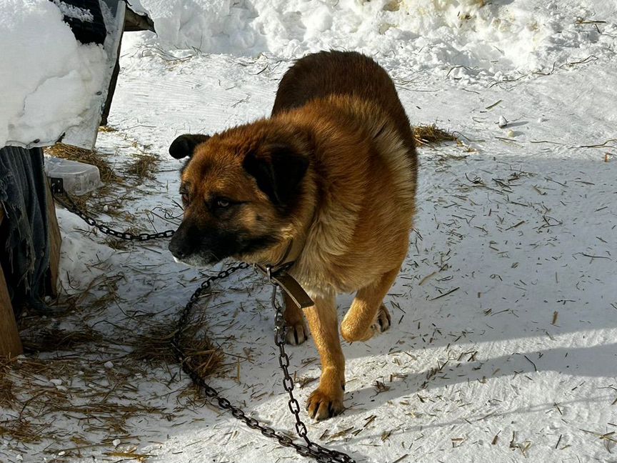 Дэнни. Молод мальчик на стоянке в холодный Лачуге