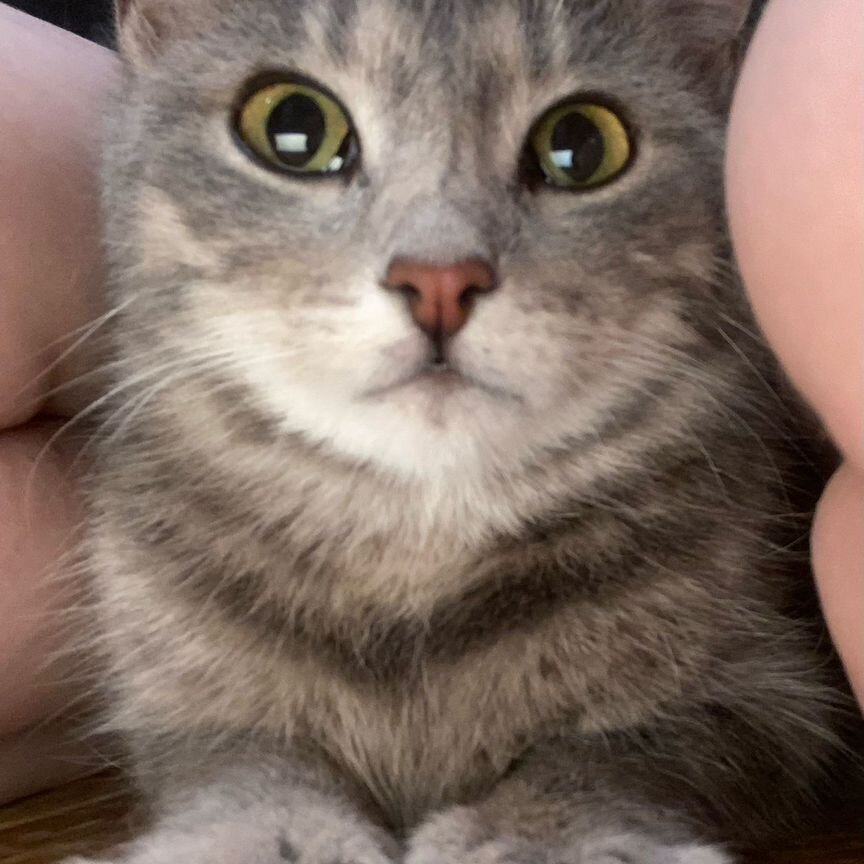 Кошка Серая