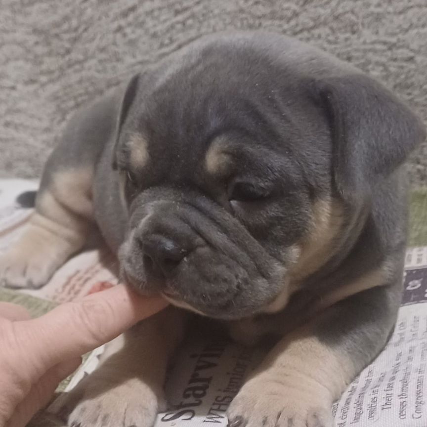 Американский булли, щенок