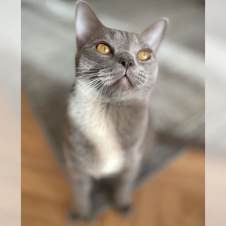 Европейский бурманский кот, вязка