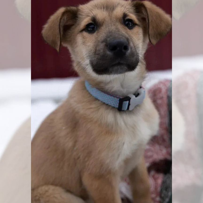 Щенок в добрые руки