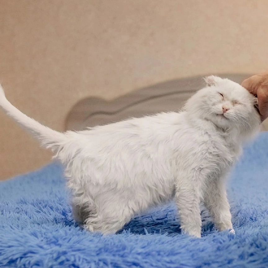 Взрослый кот в добрые руки