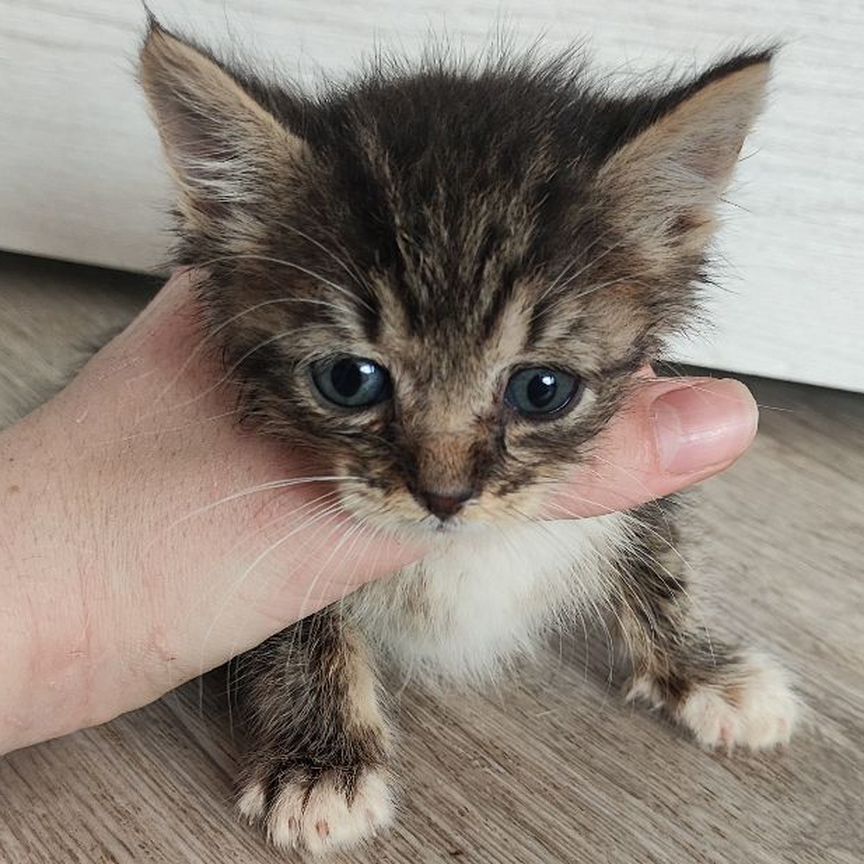 Котёнок в добрые руки