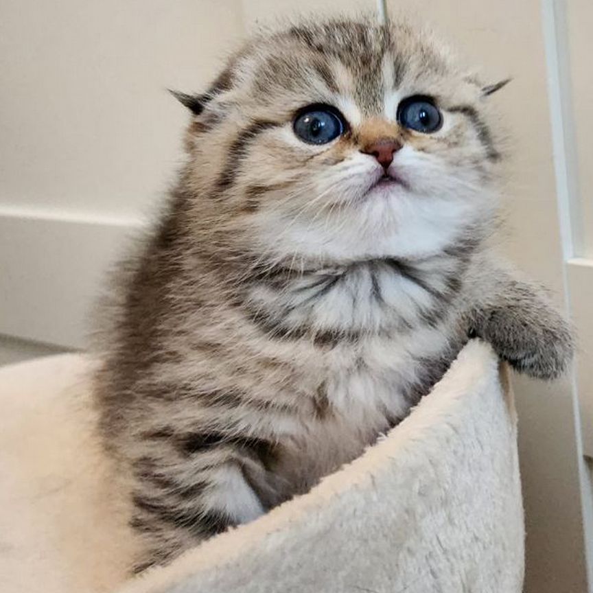 Шотландские котята шиншилла