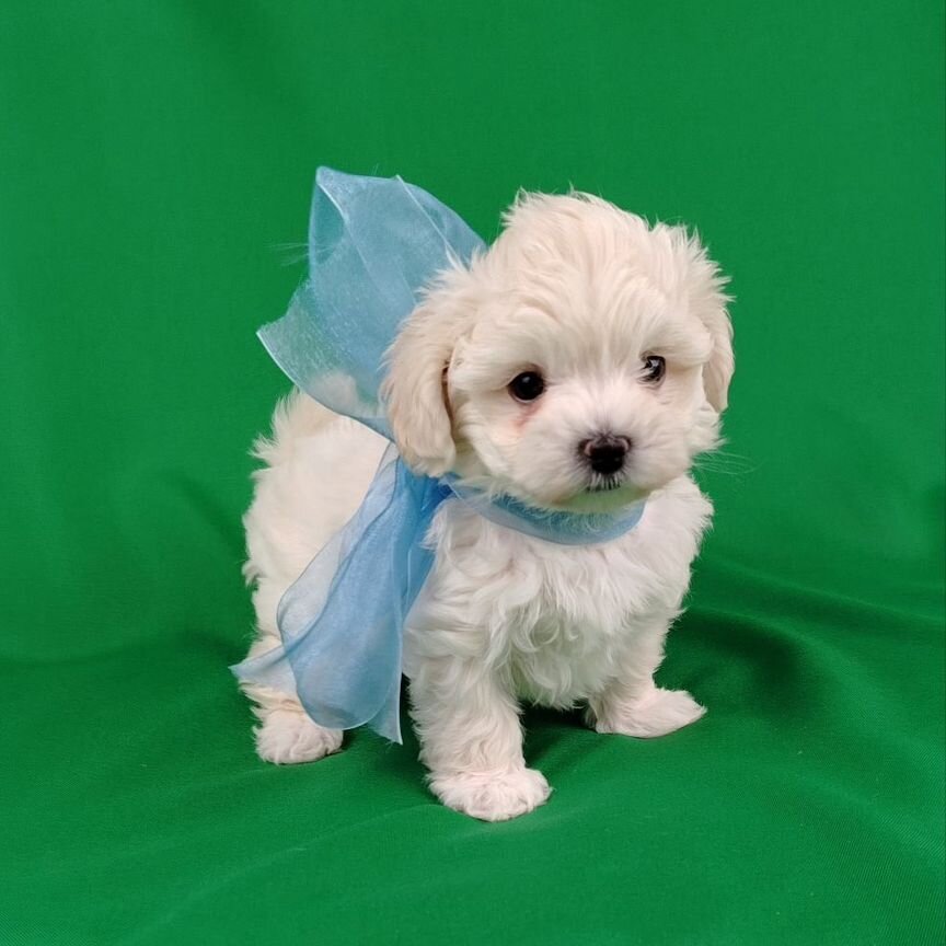 Мальтипу, щенок