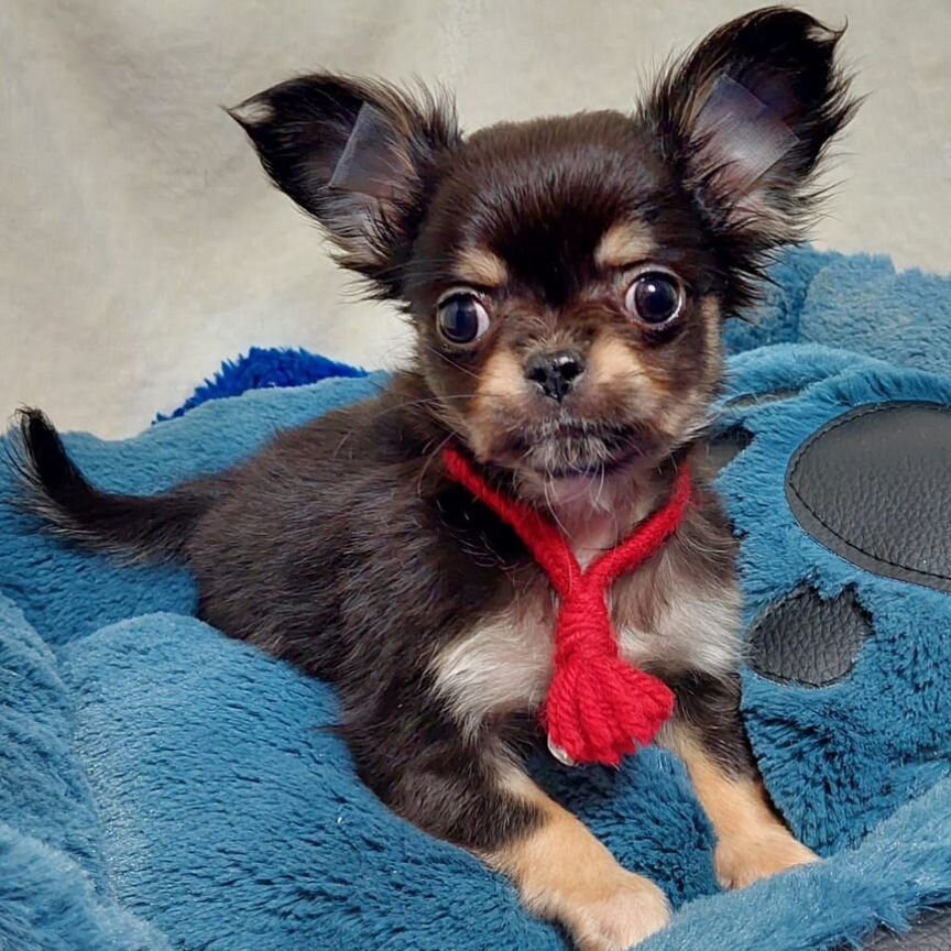 Кукляшняе чихуахуа