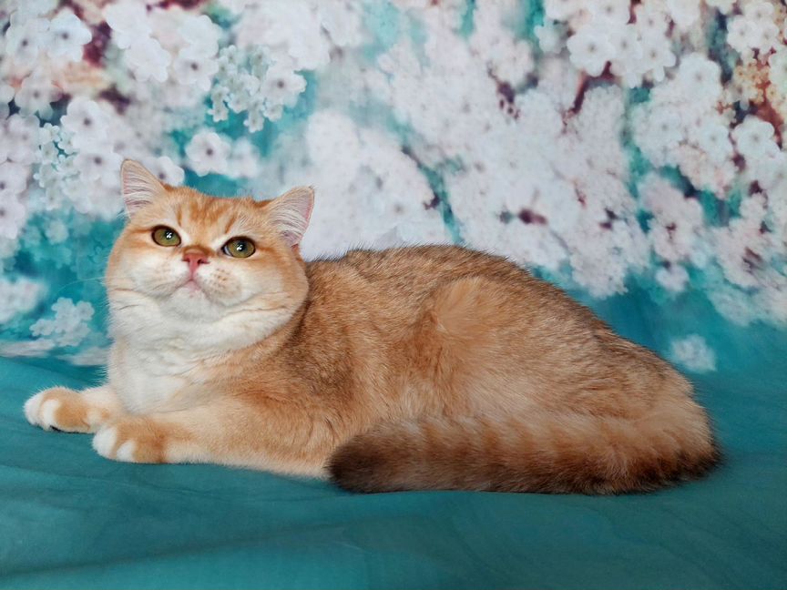 Шикарная кошечка