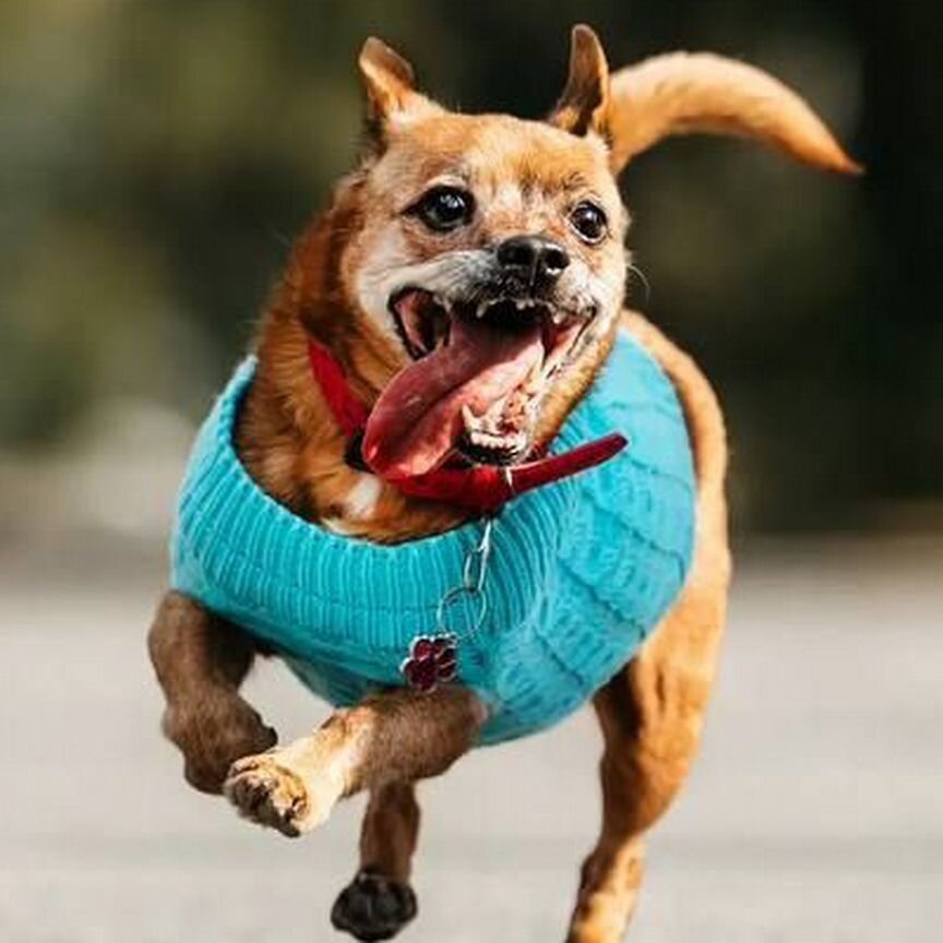 Чихуахуа, взрослая собака