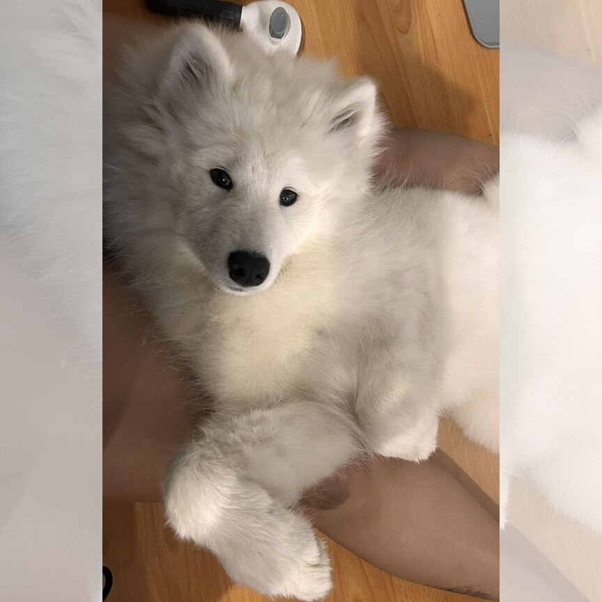 Самоедская собака, щенок