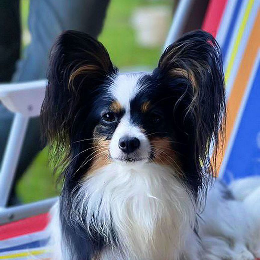 Золотой ребенок