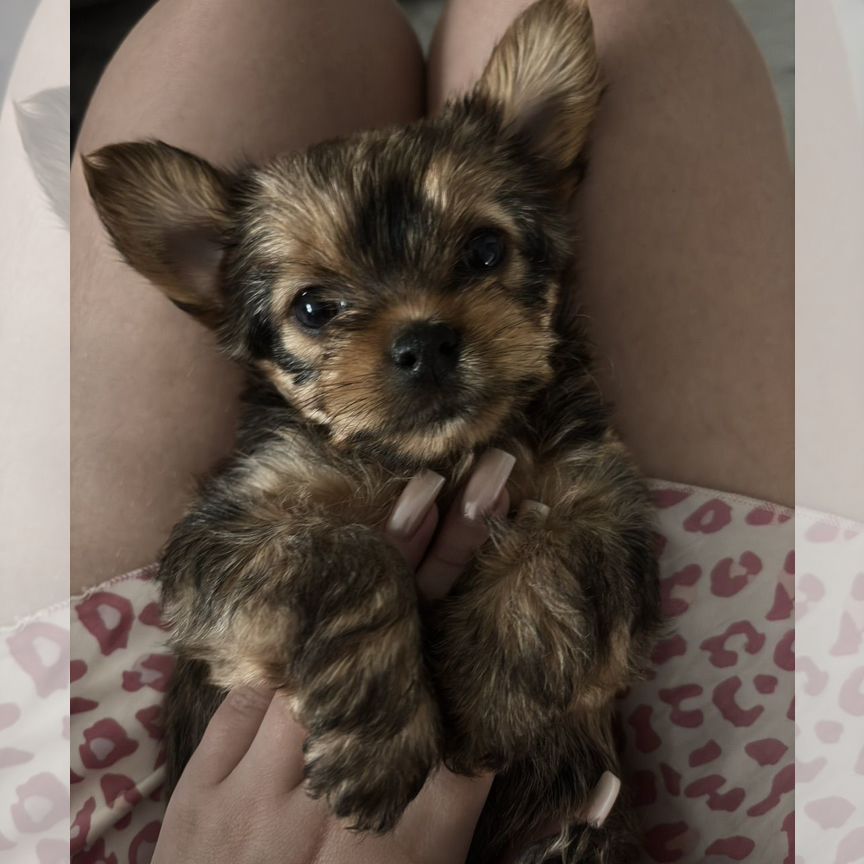 Йоркширский терьер щенки