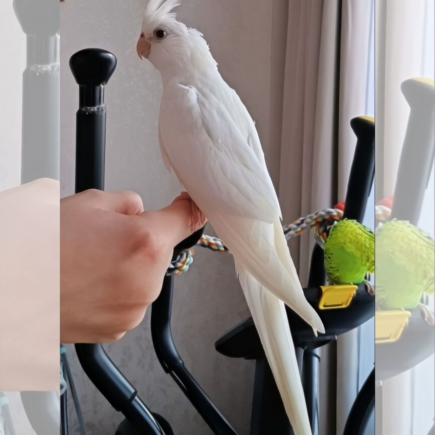 Попугай корелла птенец