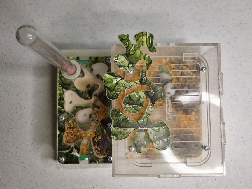 Муравьиная ферма без муравьев