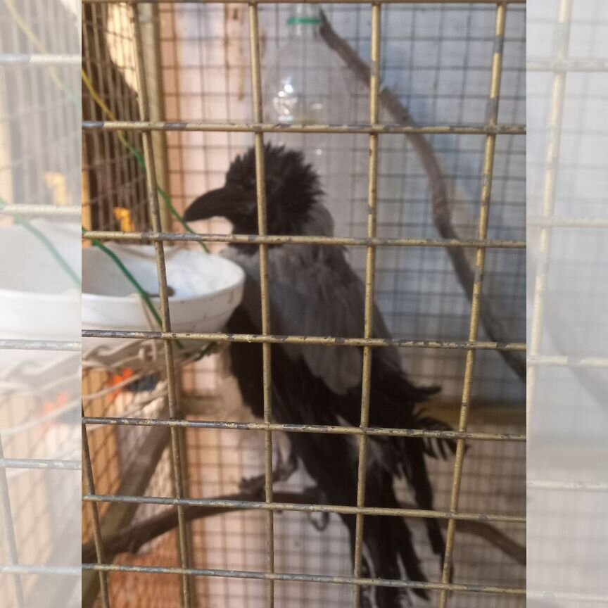 Ворона в добрые руки