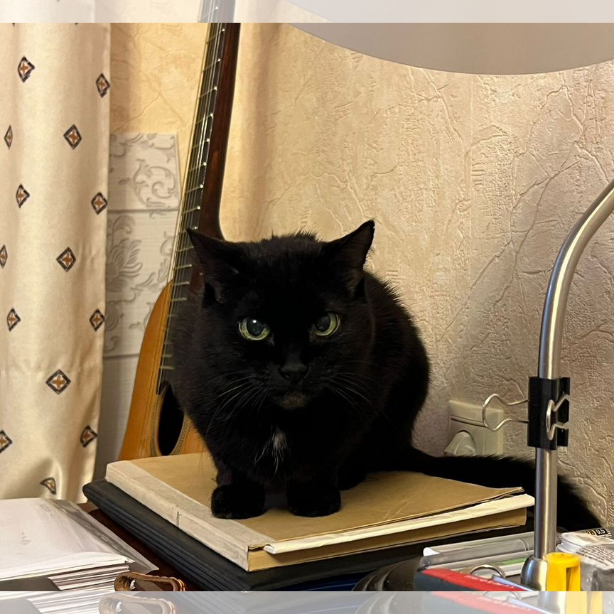 Чёрная кошечка в поиске дома