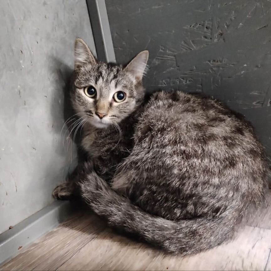 Котейки очень ждут ответственных хозяев