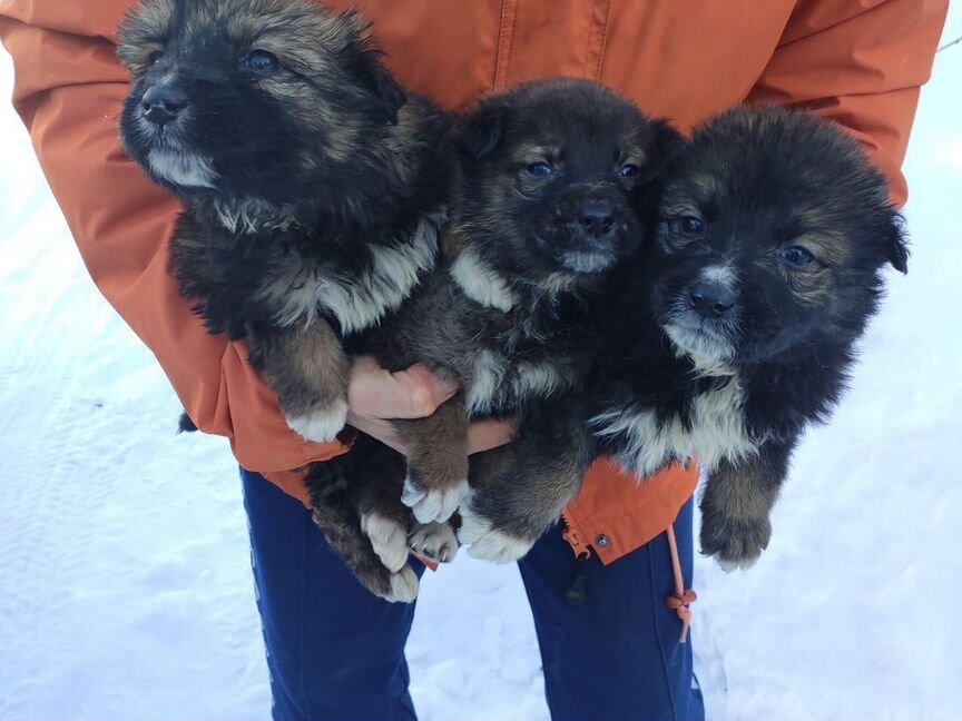 Собаки