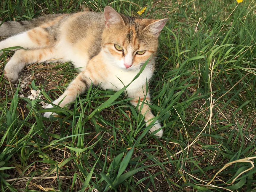 Беременная кошка