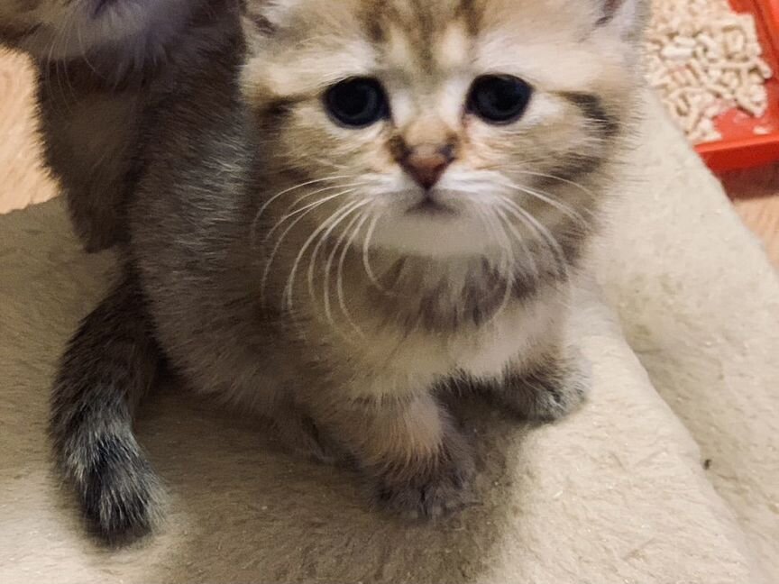 Шотландские