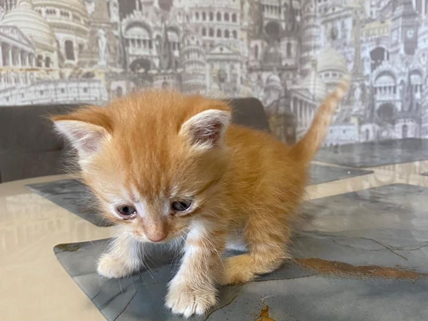 Котята в добрые руки бесплатно