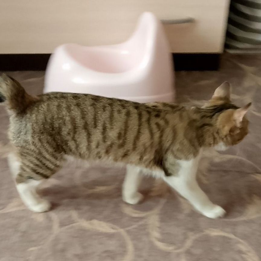 Курильский бобтейл короткошёрстный, взрослая кошка