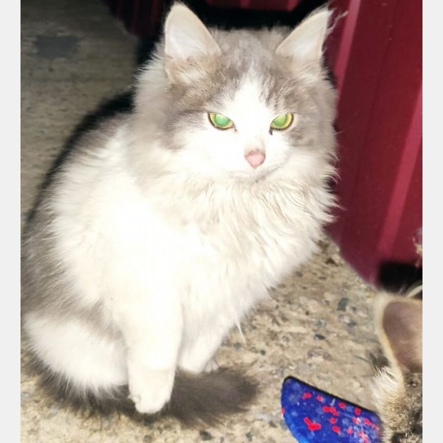 Котенок