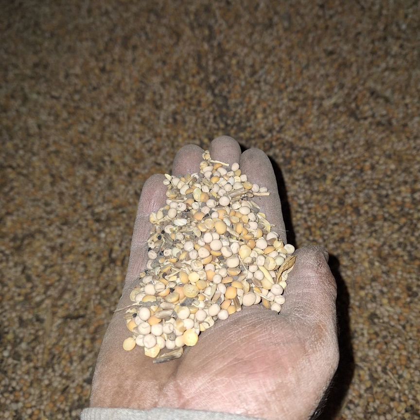 Отходы гороха