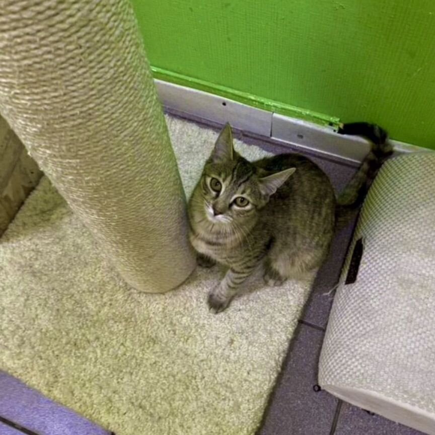 Котёнок в добрые руки