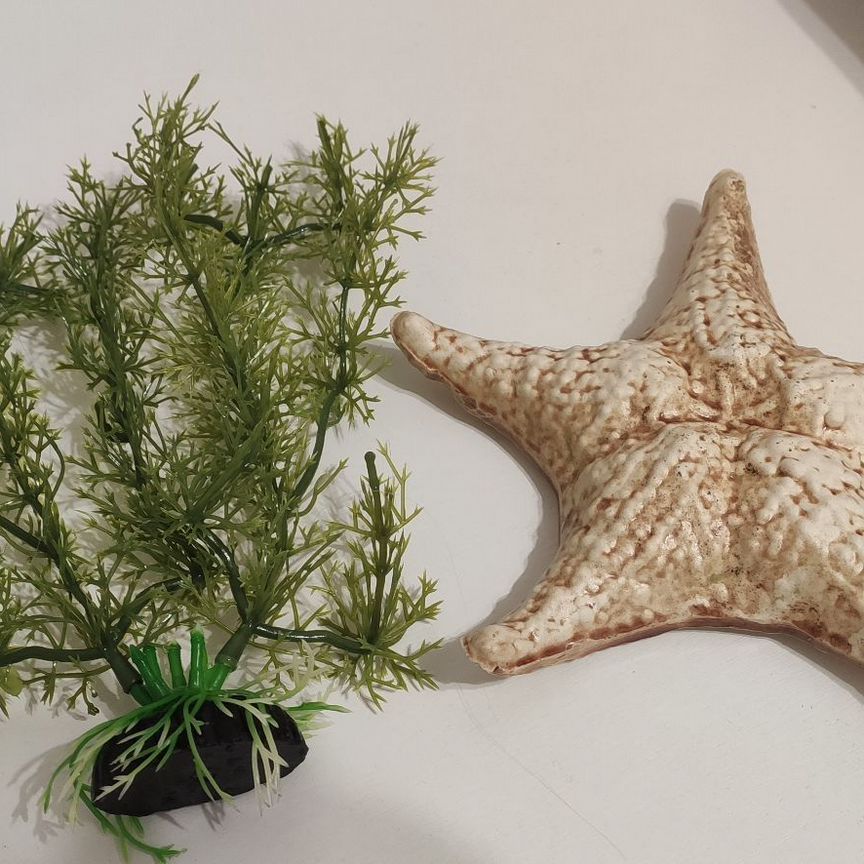 Трава и ракушка в аквариум