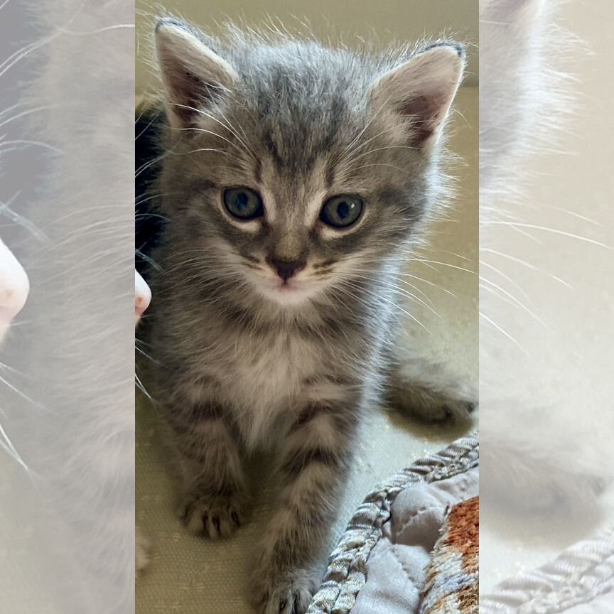 Котята