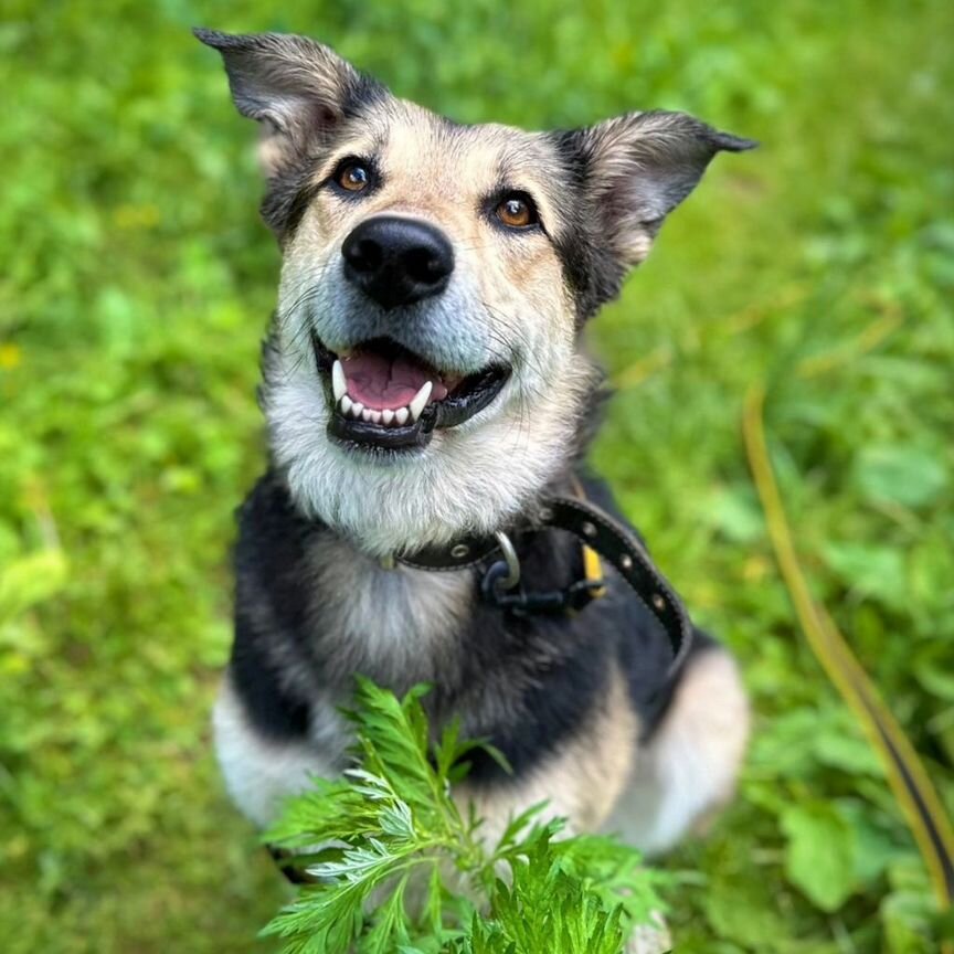 Предал хозяин, бросил. собака дар в добрые руки