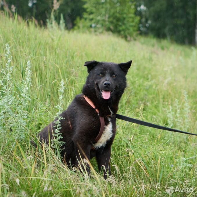 Шоколадный красавец