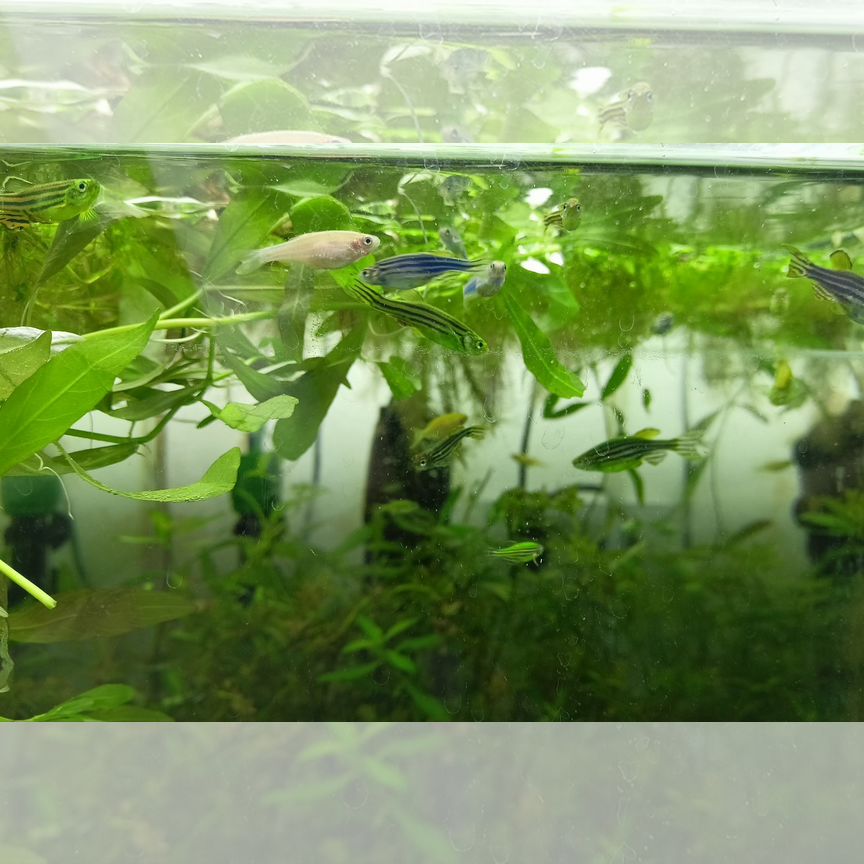 Аквариумные рыбки Данио Рерио