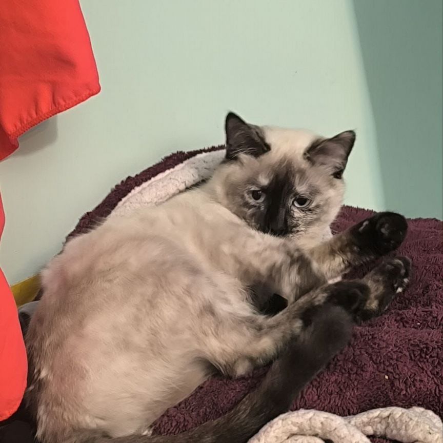 Котёнок в добрые руки