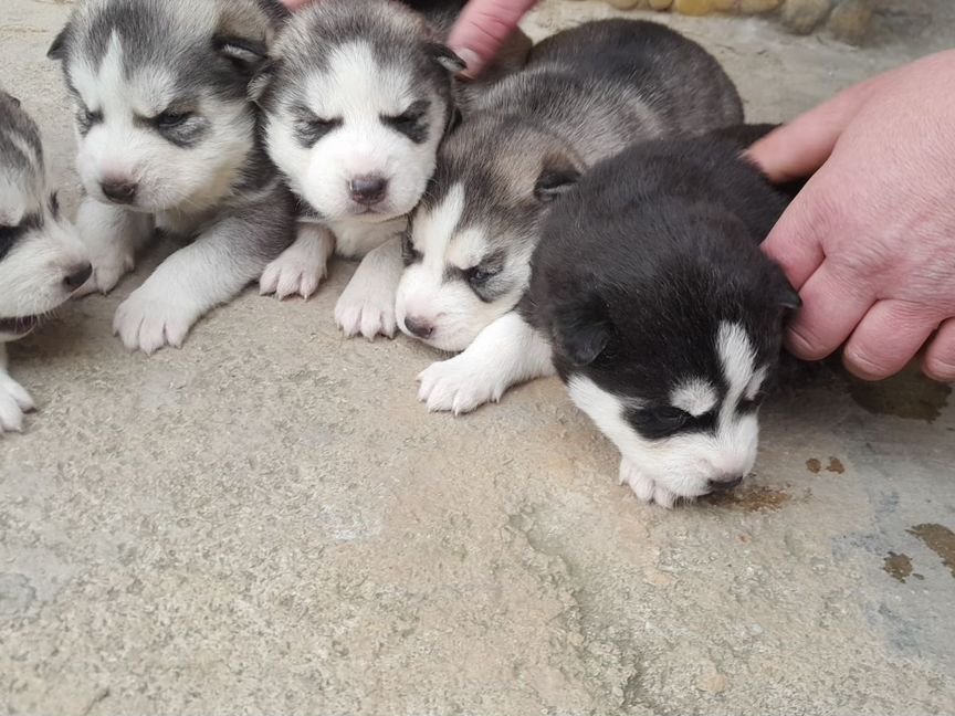 Щенки сибирской хаски