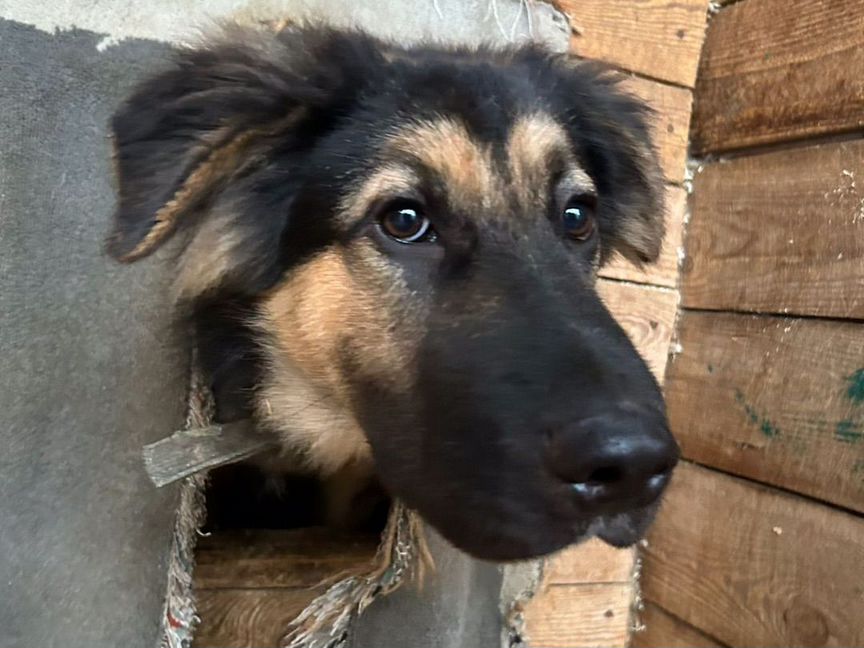Щенок грустит в приюте