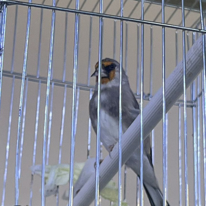 Седеголовий щегол