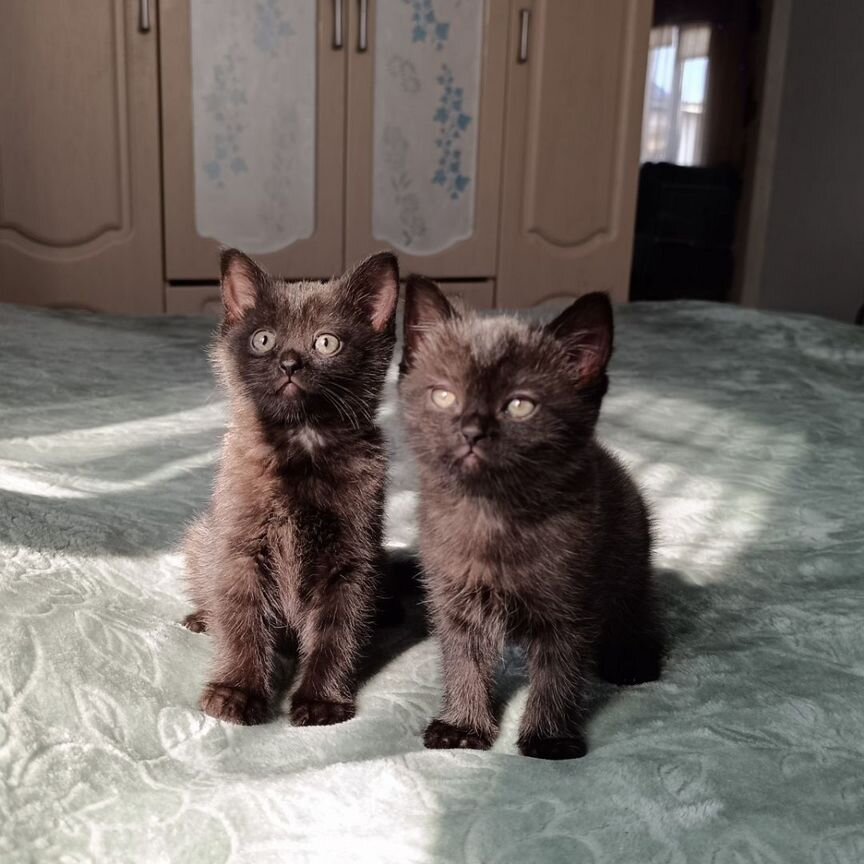 Британские котята